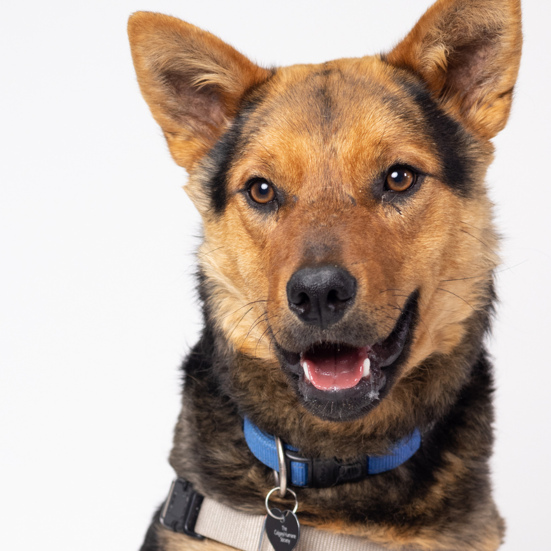 How To Adopt Calgary Humane Society
