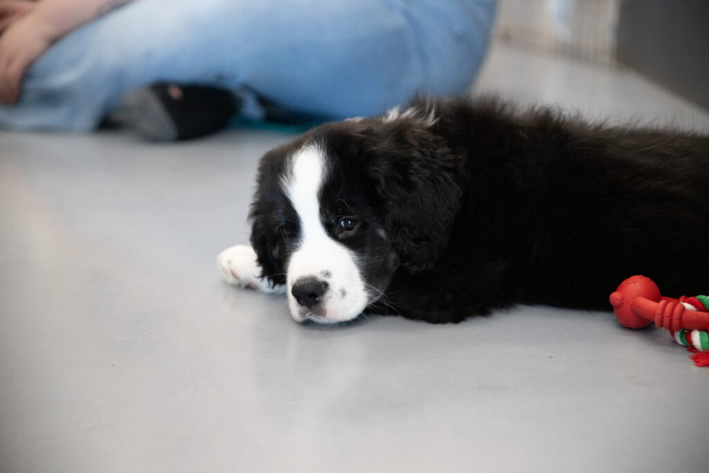 Calgary Humane Society