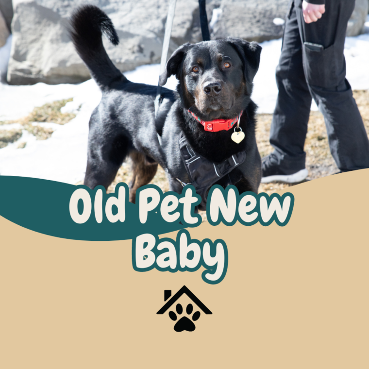 Calgary Humane Society