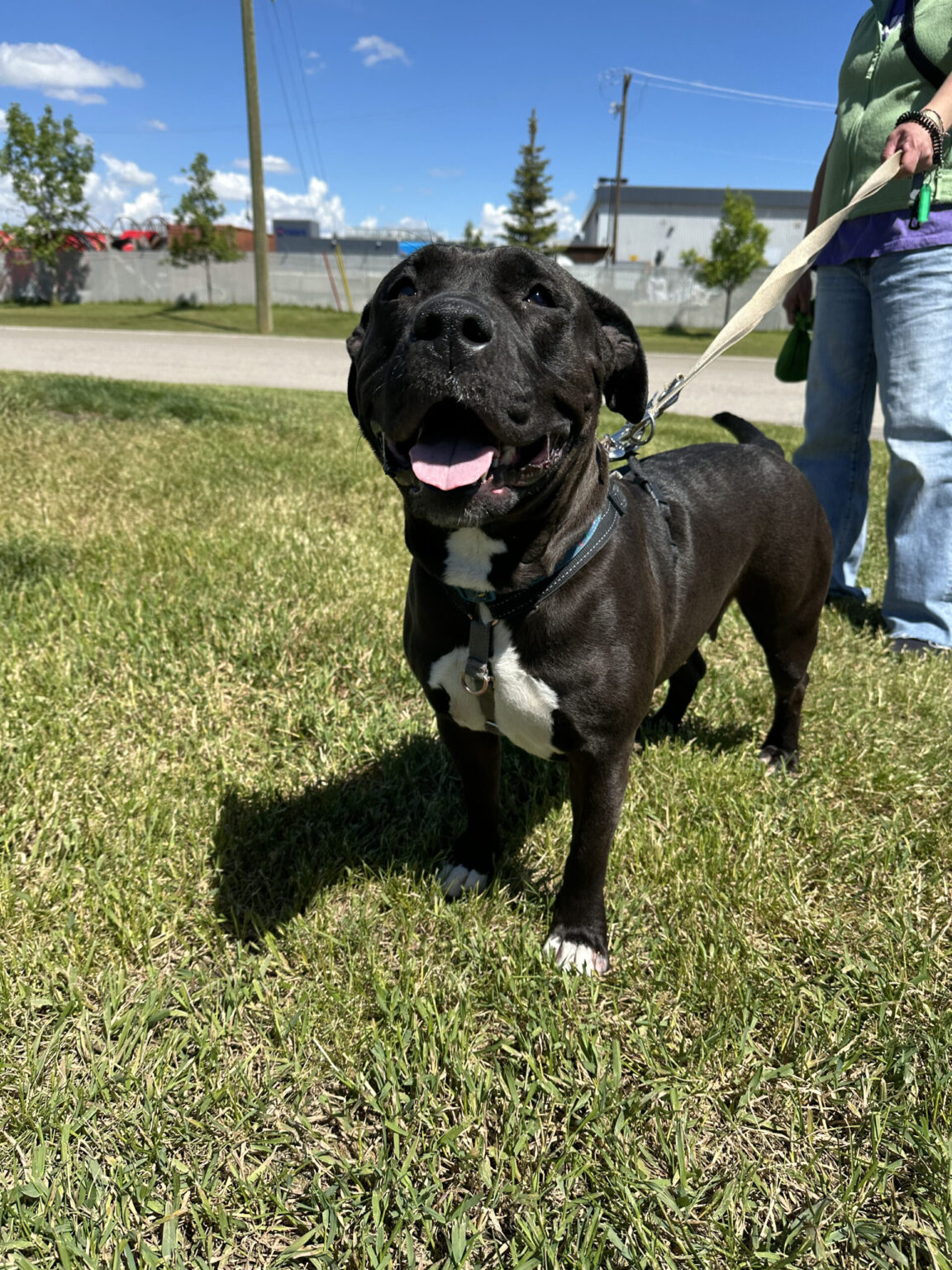 Calgary Humane Society