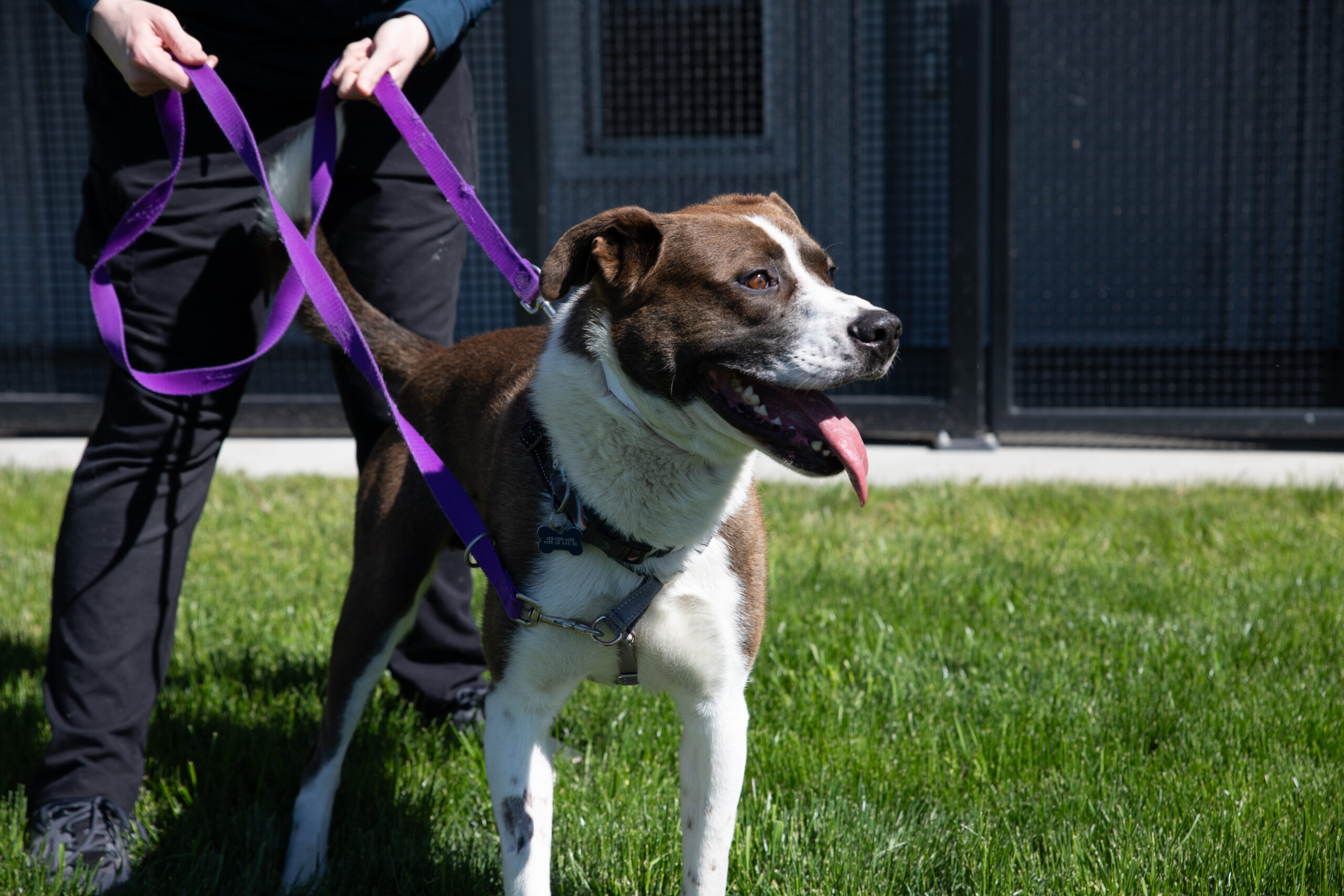Calgary Humane Society