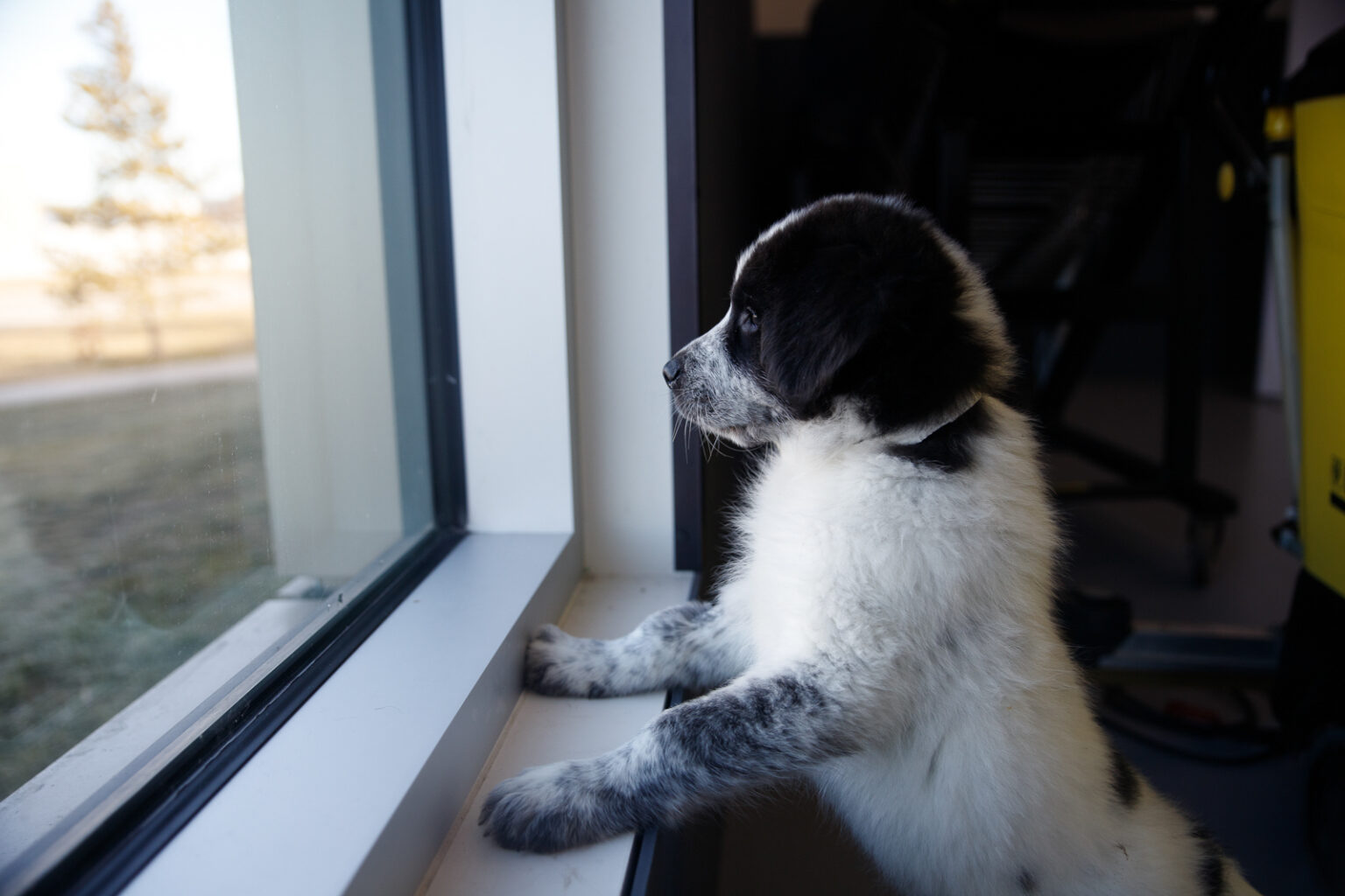 Calgary Humane Society