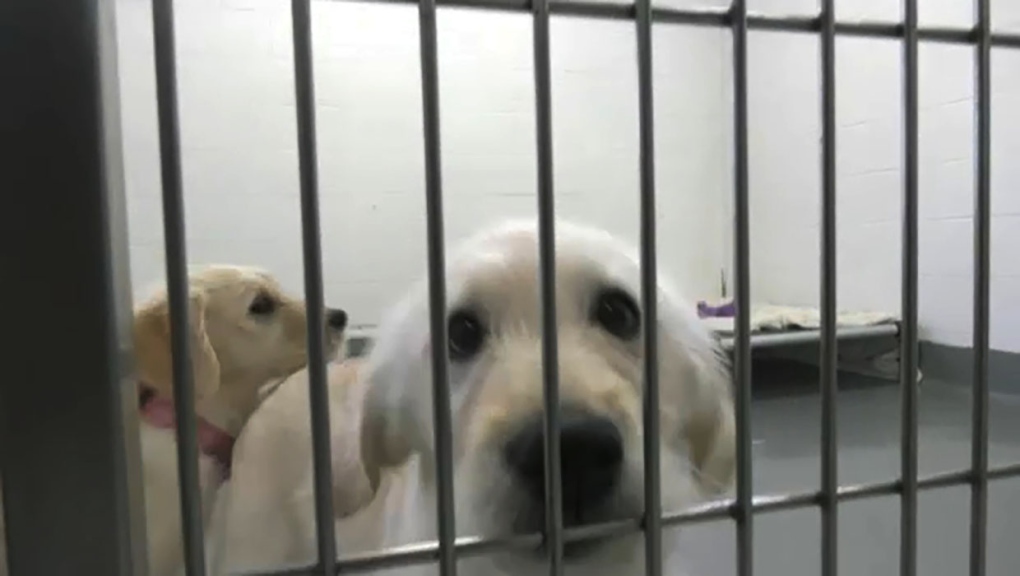 Media | Calgary Humane Society