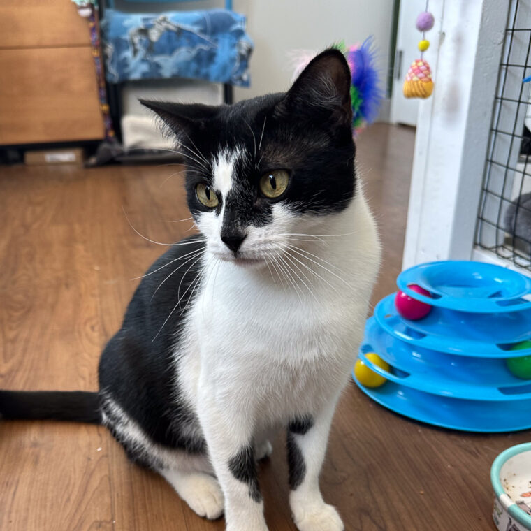 Calgary Humane Society