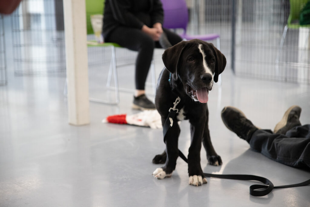 Training & Resources | Calgary Humane Society