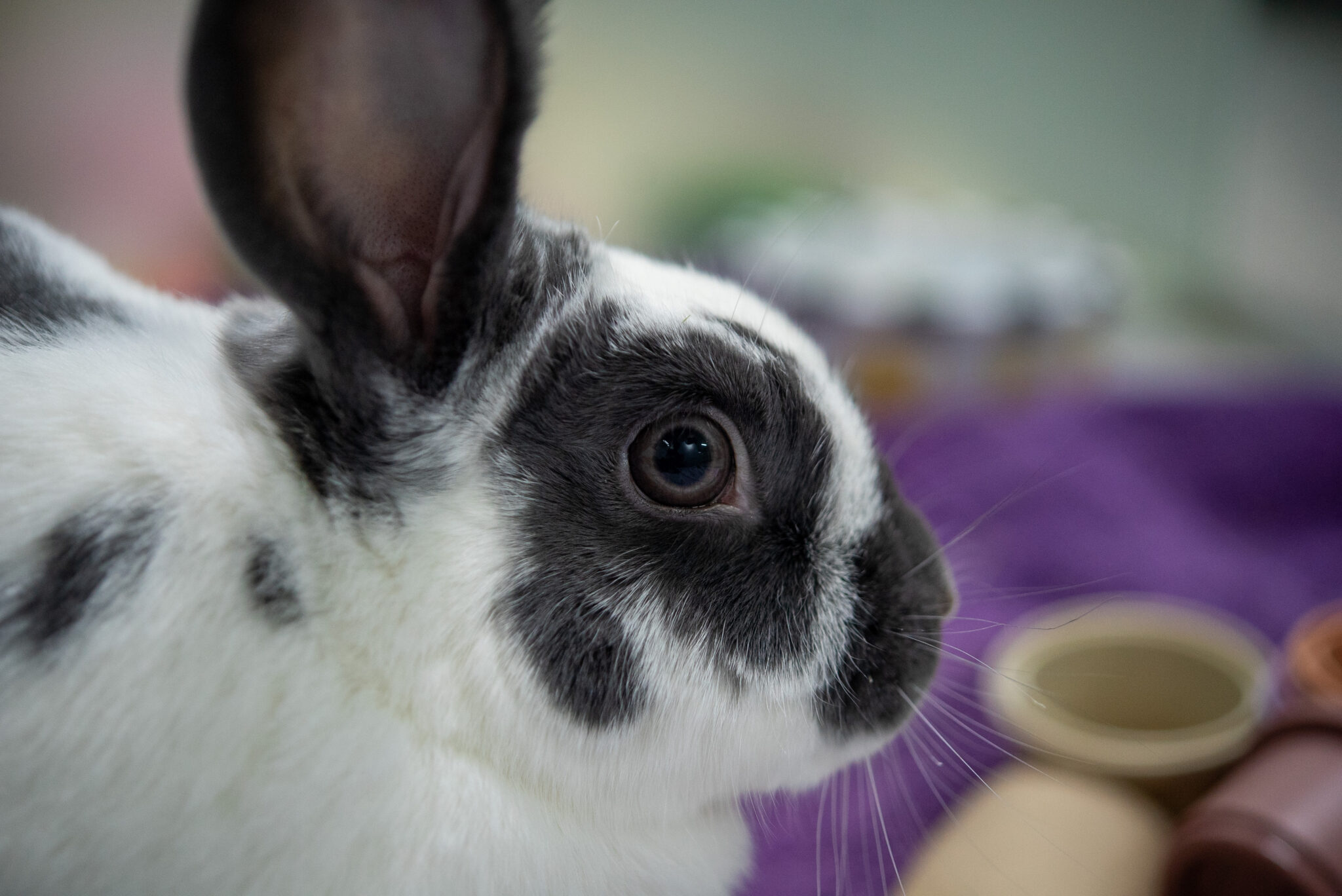 Calgary Humane Society