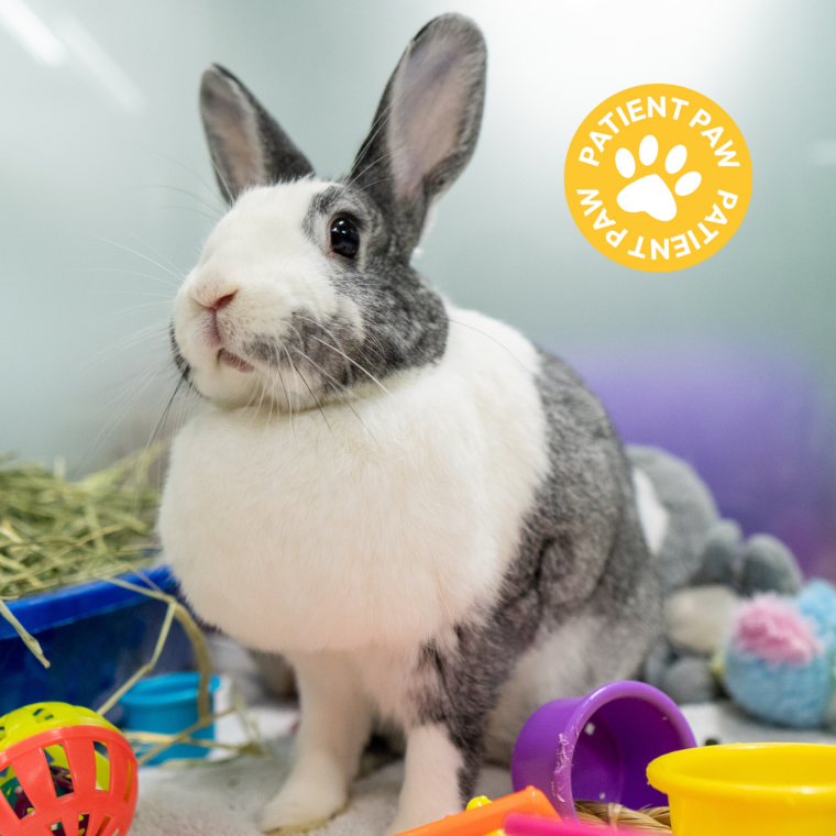 Calgary Humane Society