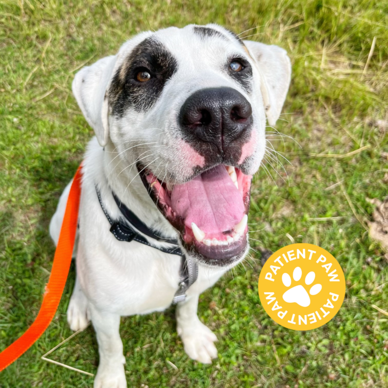 Calgary Humane Society