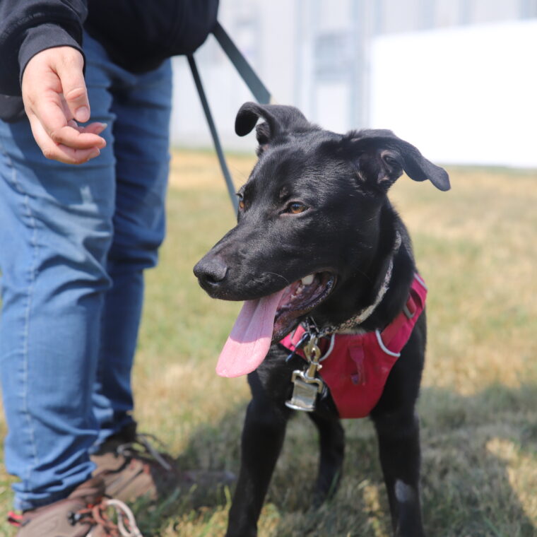 Calgary Humane Society