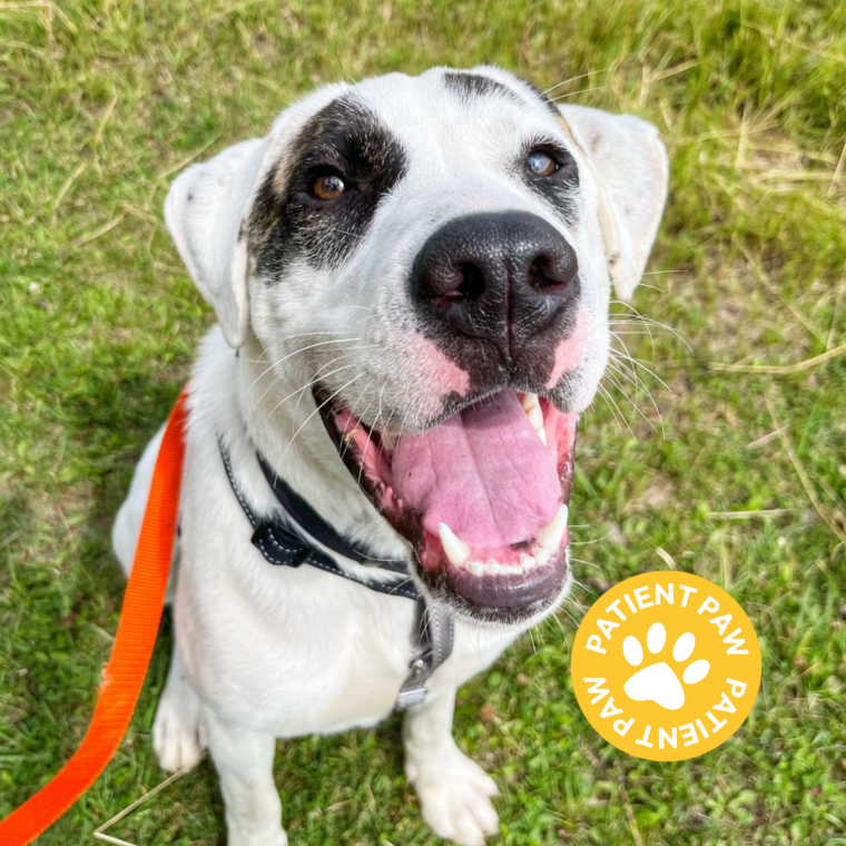 Calgary Humane Society