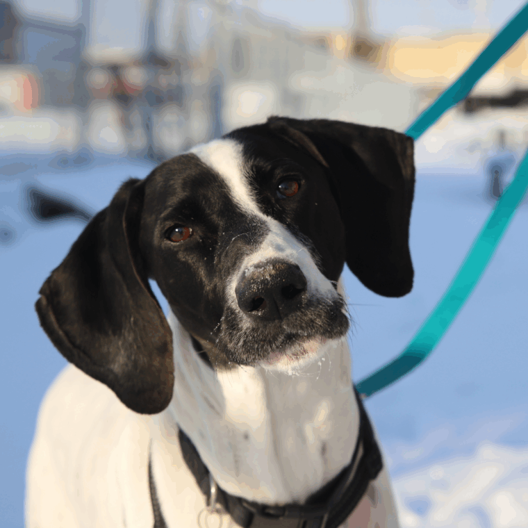 Adopt | Calgary Humane Society