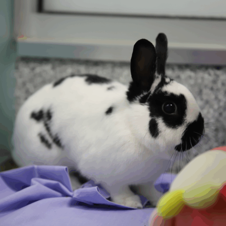 Adopt | Calgary Humane Society